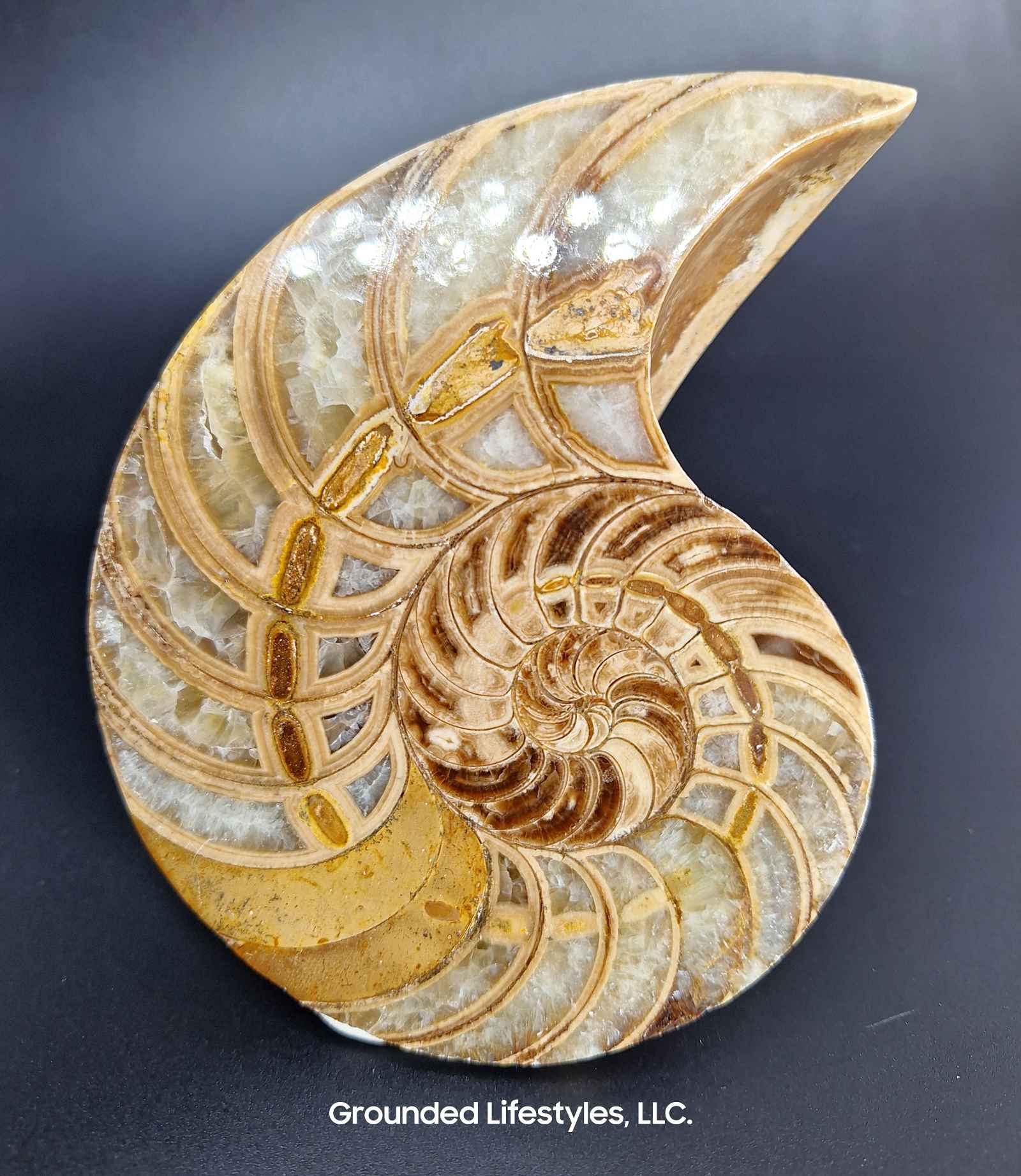 Nautilus A+ Majunga Madagascar: Spectacular Fossil Specimen - Grounded ...